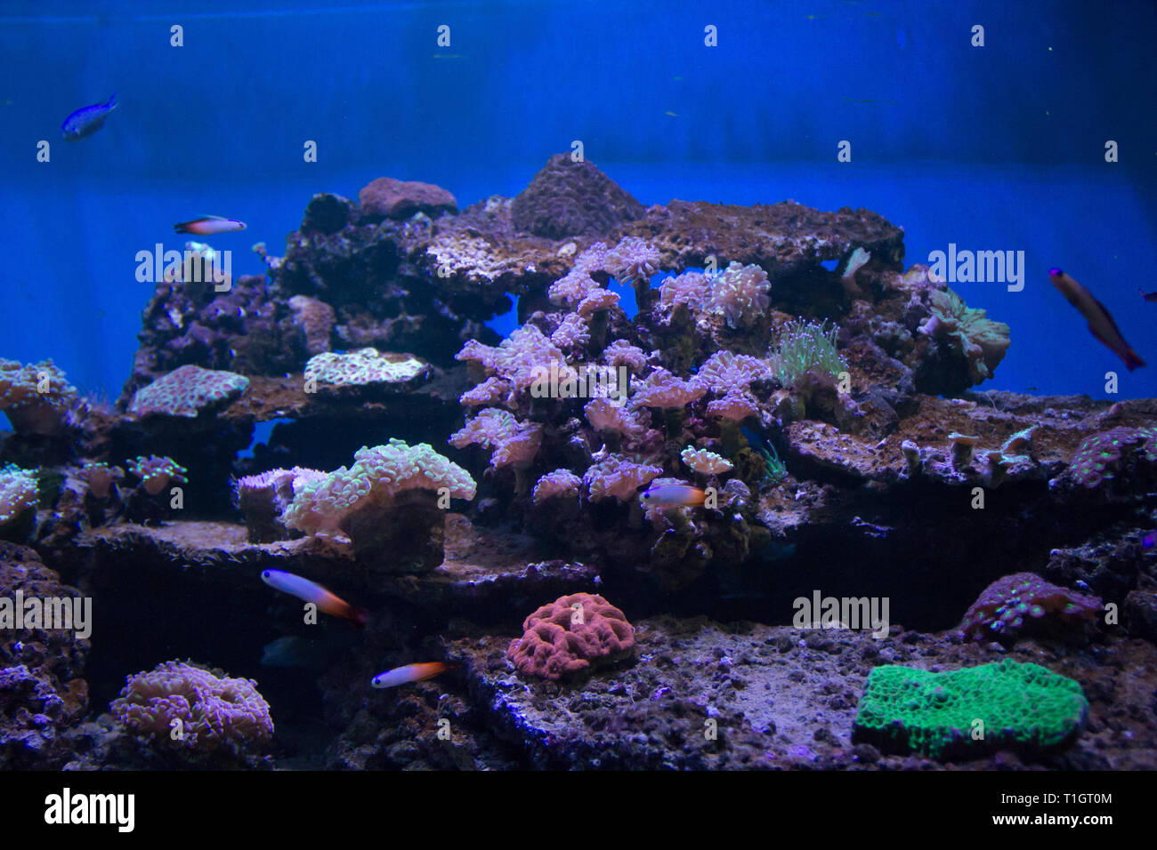 Fish in a large zoo aquarium. Underwater wildlife. Beautiful fish Stock ...