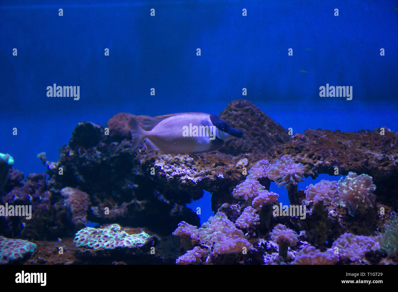 Fish in a large zoo aquarium. Underwater wildlife. Beautiful fish Stock ...