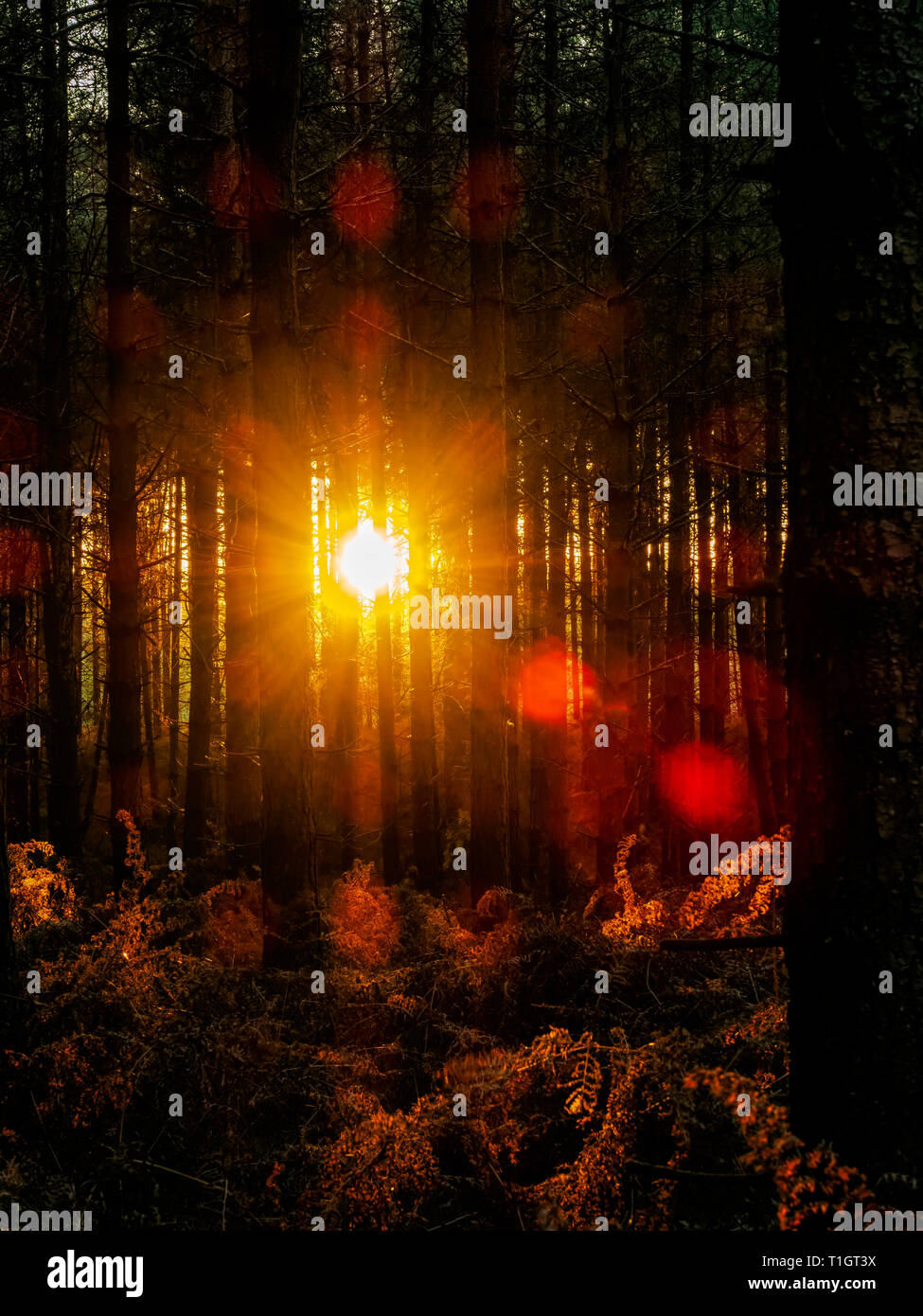 Dark forest sun rays hi-res stock photography and images - Alamy