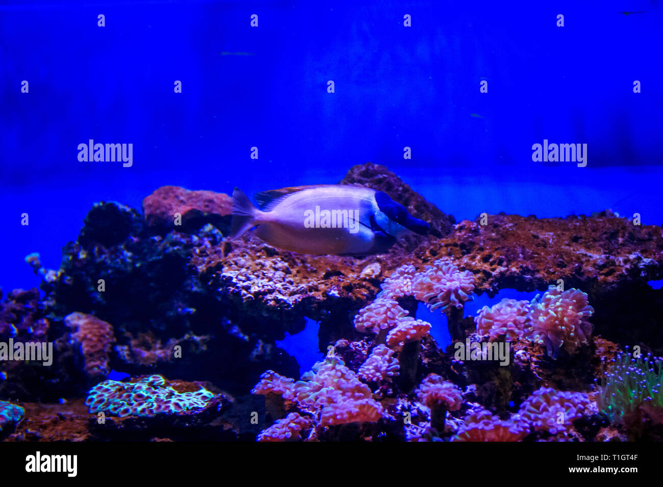 Fish in a large zoo aquarium. Underwater wildlife. Beautiful fish Stock ...