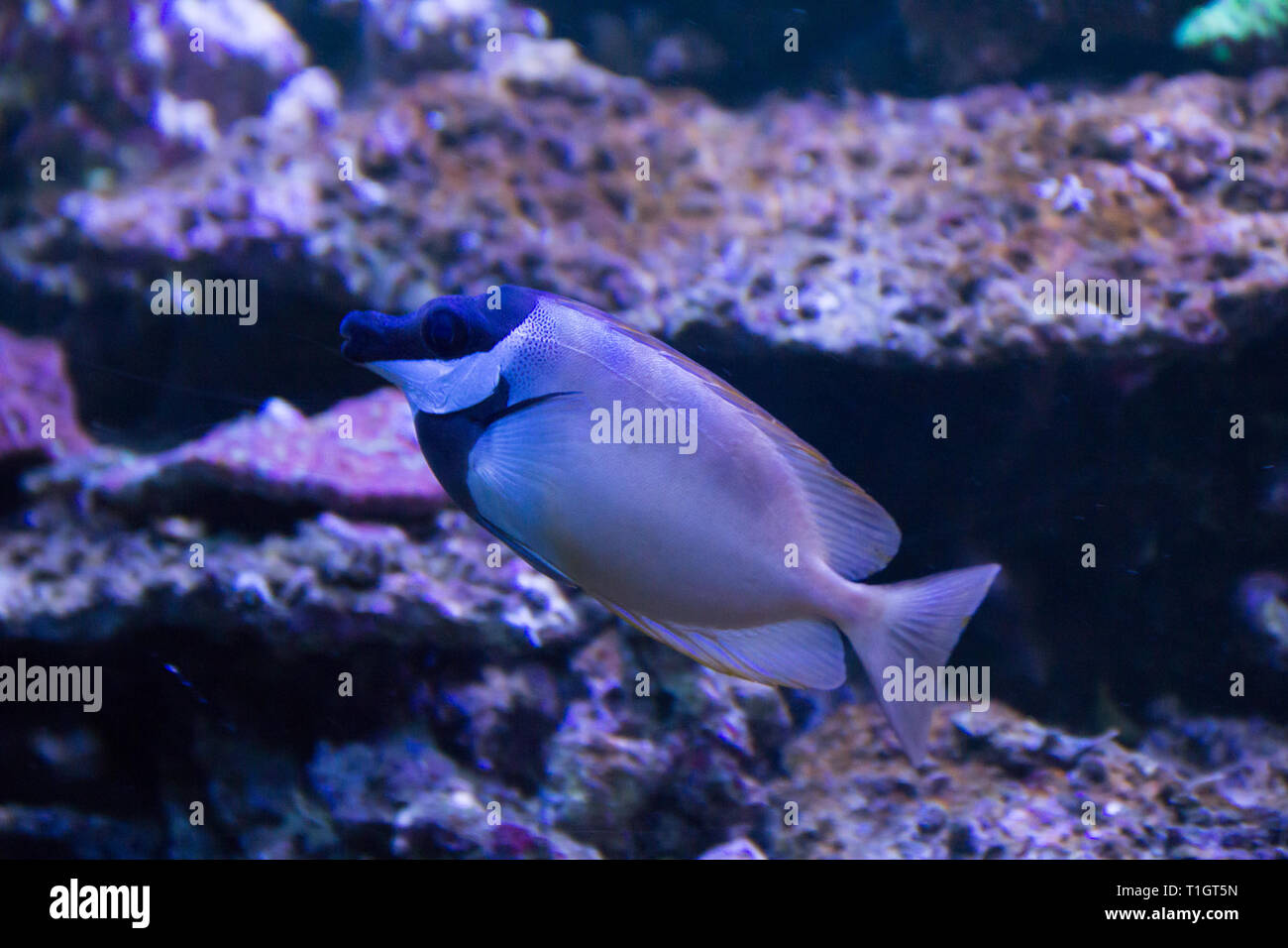 Fish in a large zoo aquarium. Underwater wildlife. Beautiful fish Stock ...