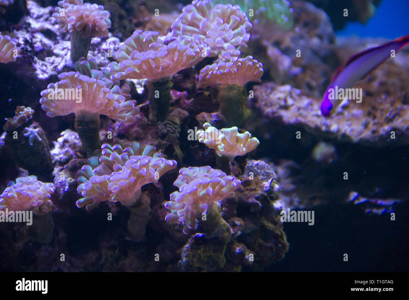 Fish in a large zoo aquarium. Underwater wildlife. Beautiful fish Stock ...