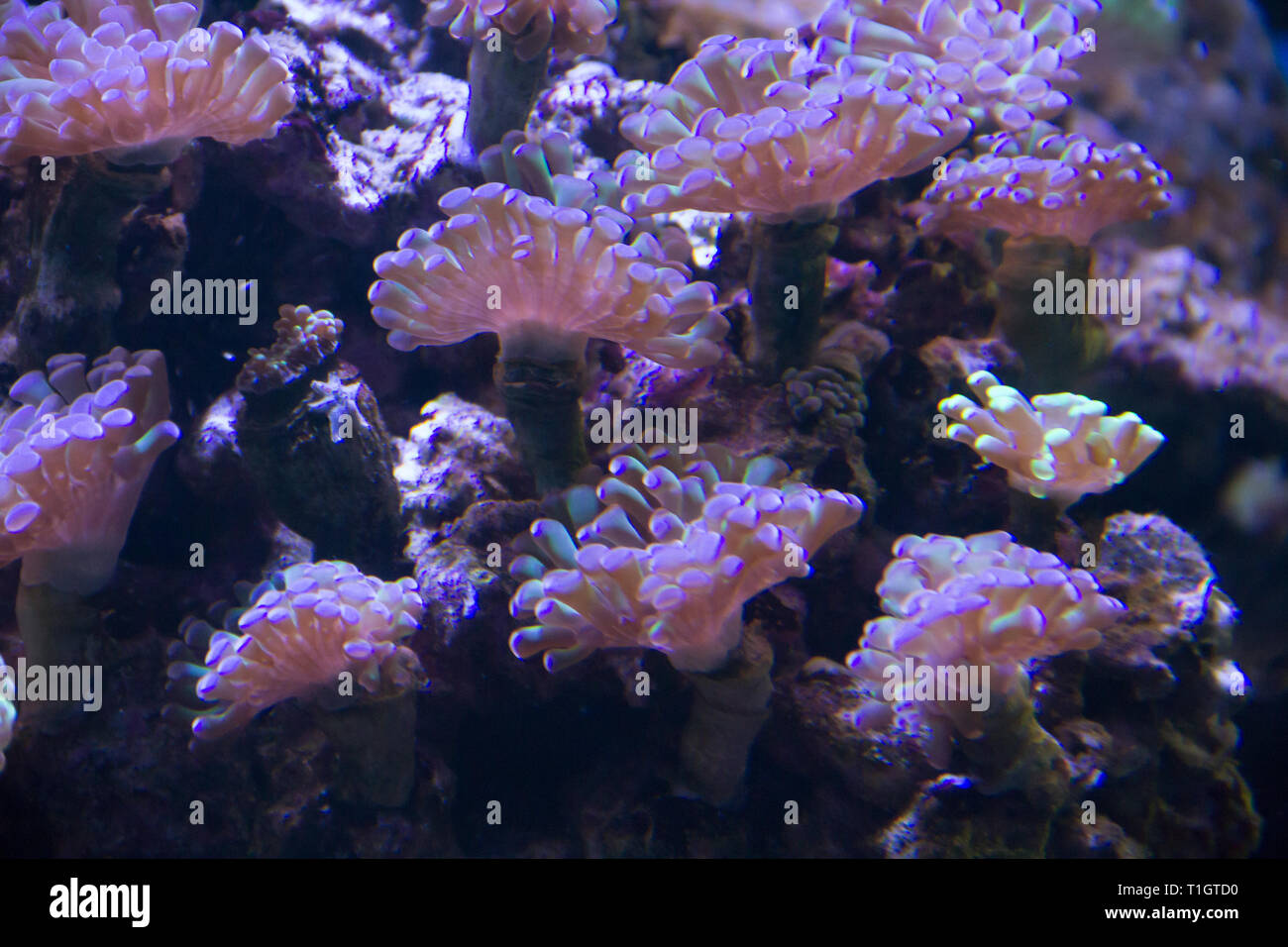 Fish in a large zoo aquarium. Underwater wildlife. Beautiful fish Stock ...