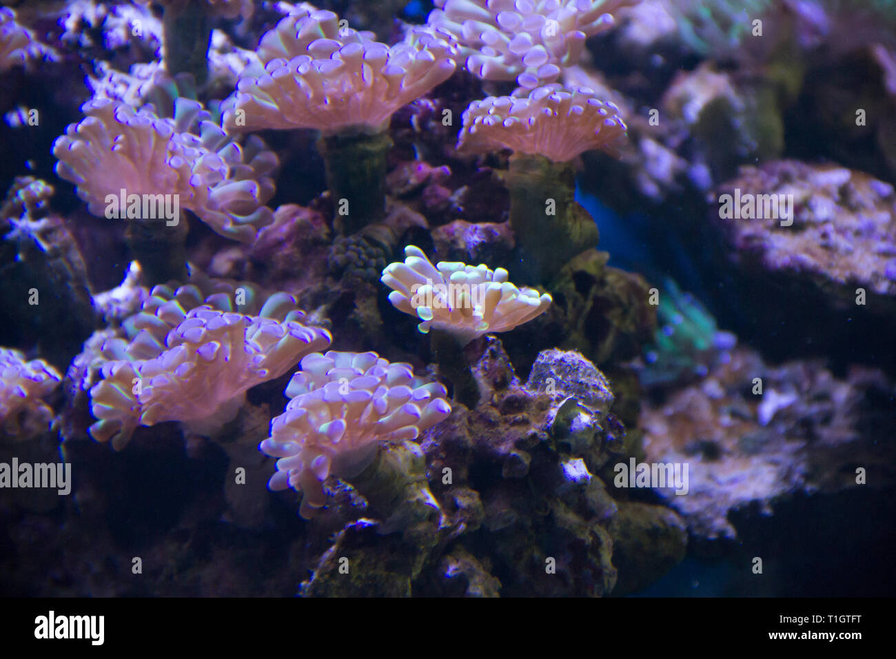 Fish in a large zoo aquarium. Underwater wildlife. Beautiful fish Stock ...