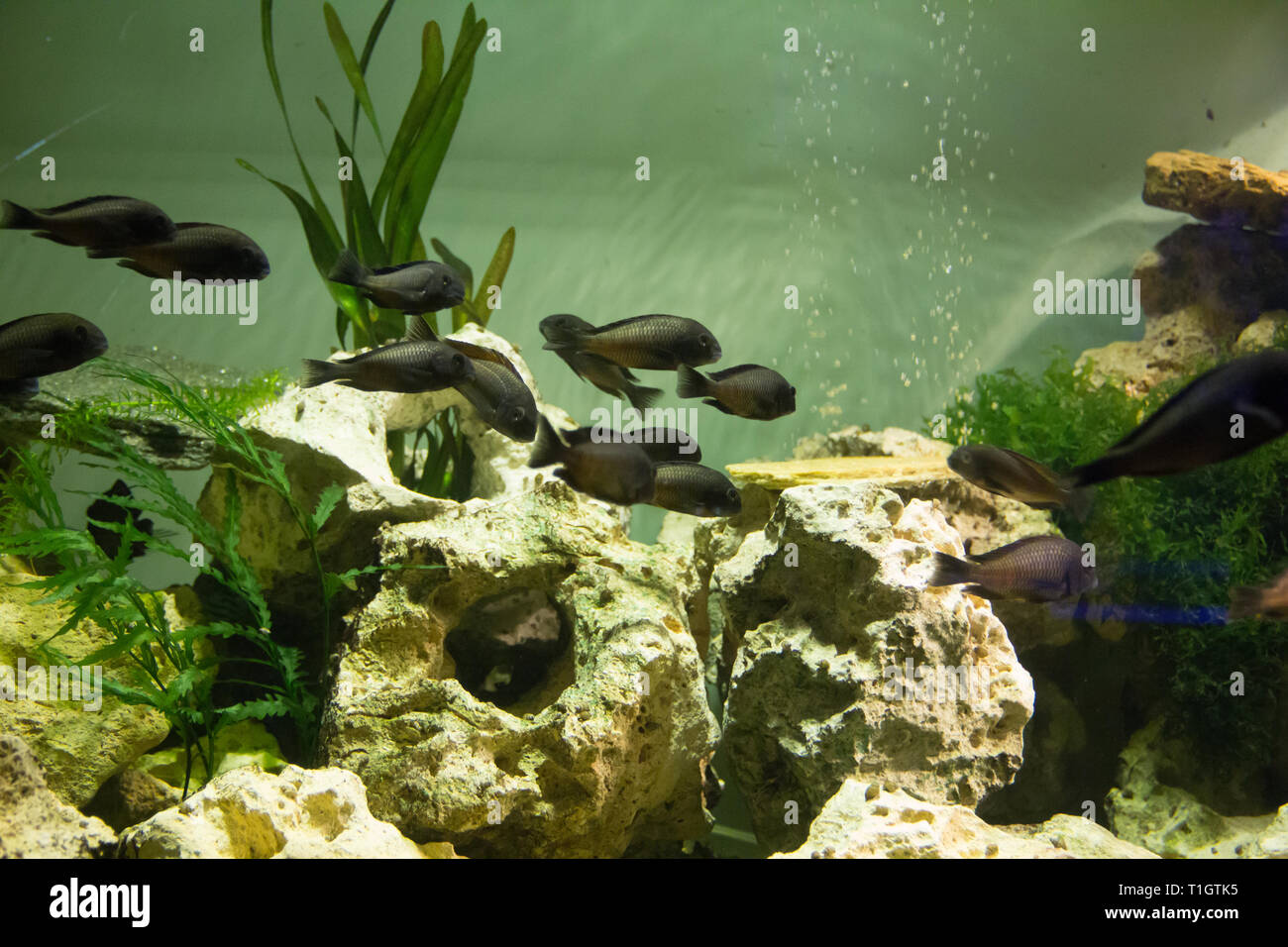 Fish in a large zoo aquarium. Underwater wildlife. Beautiful fish Stock ...