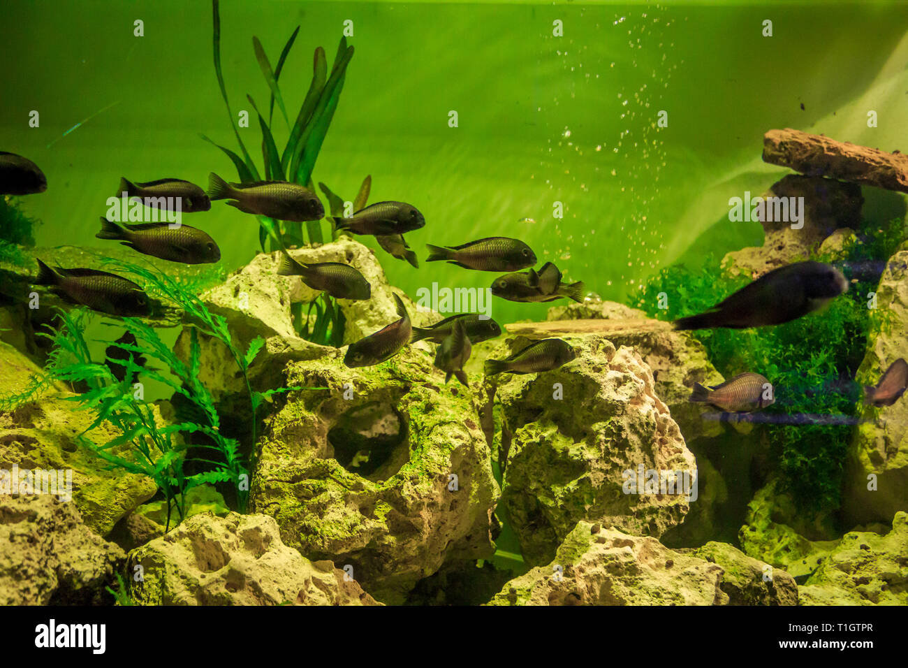 Fish in a large zoo aquarium. Underwater wildlife. Beautiful fish Stock ...