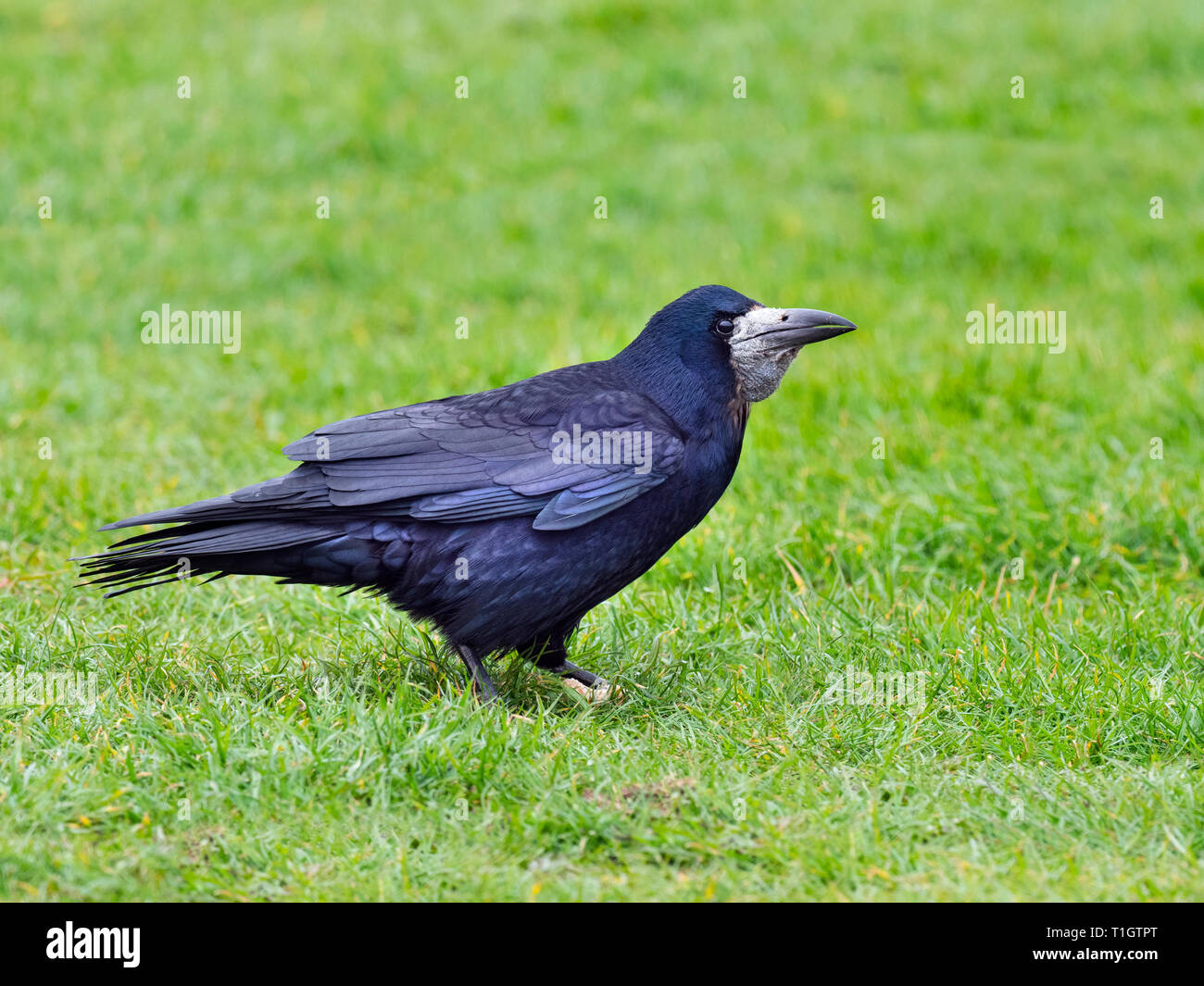 Rook Corvus frugilegus feeding in grassland East coast Norfolk Stock ...