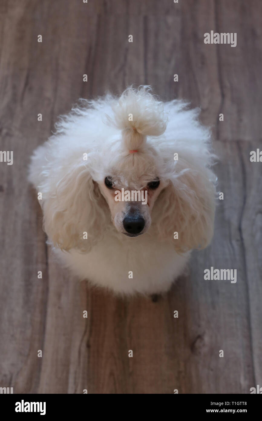 Super cute furry and fluffy miniature poodle photographed indoors. The ...