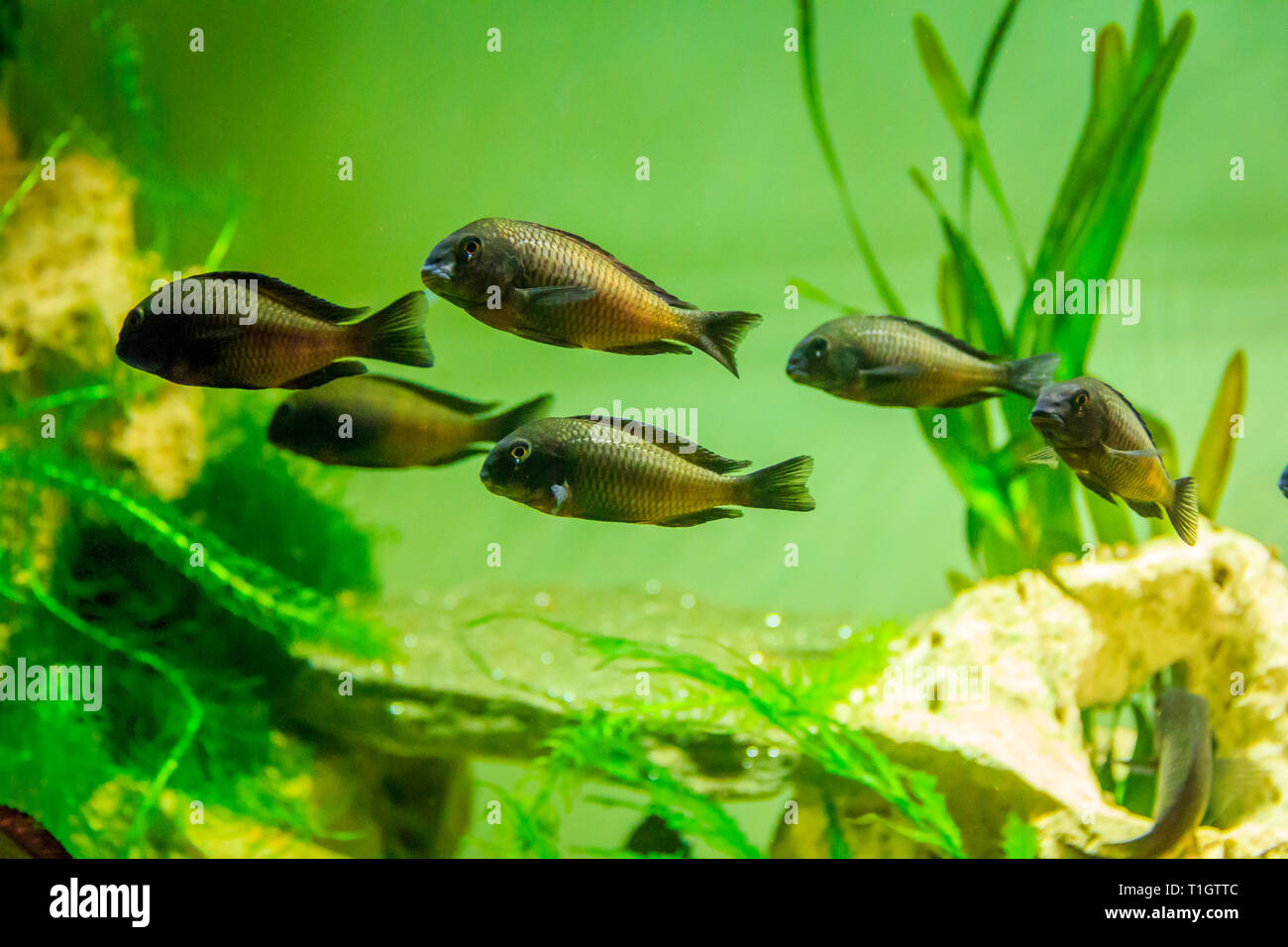 Fish in a large zoo aquarium. Underwater wildlife. Beautiful fish Stock ...
