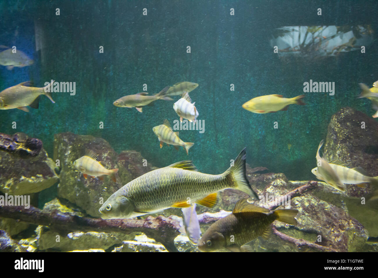 Fish in a large zoo aquarium. Underwater wildlife. Beautiful fish Stock ...