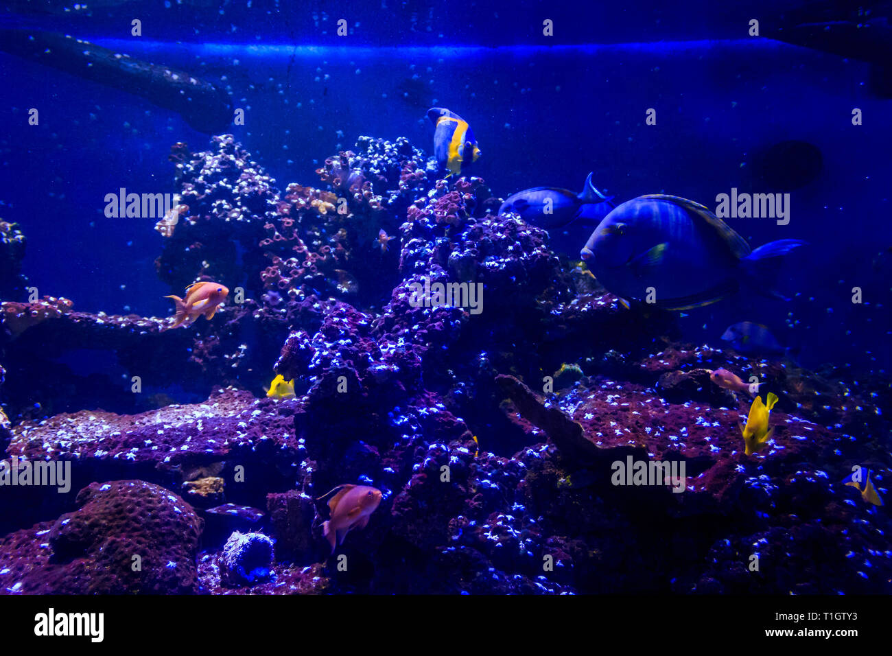 Fish in a large zoo aquarium. Underwater wildlife. Beautiful fish Stock ...
