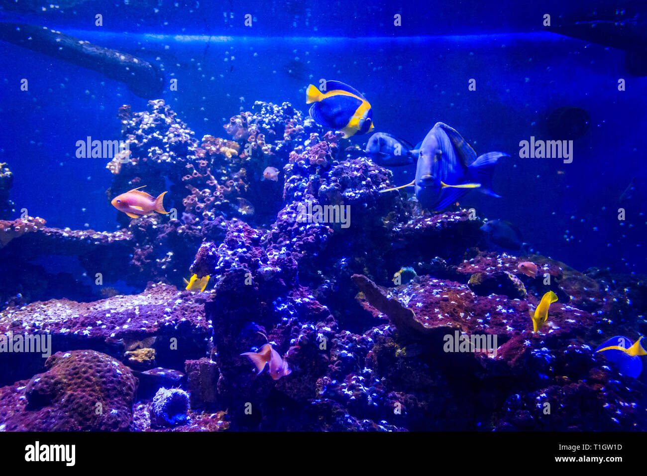 Fish in a large zoo aquarium. Underwater wildlife. Beautiful fish Stock ...