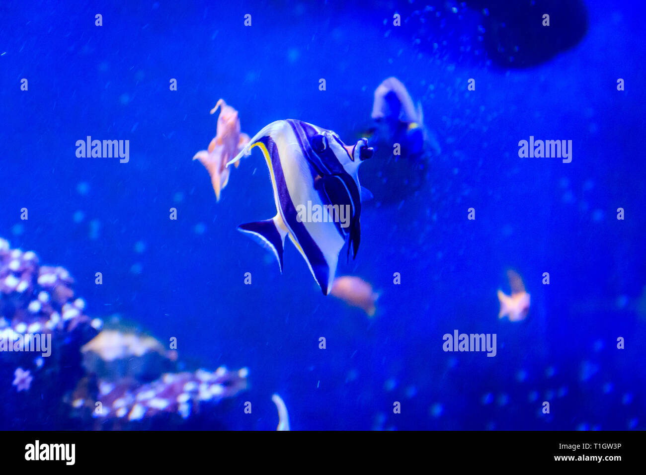 Fish in a large zoo aquarium. Underwater wildlife. Beautiful fish Stock ...