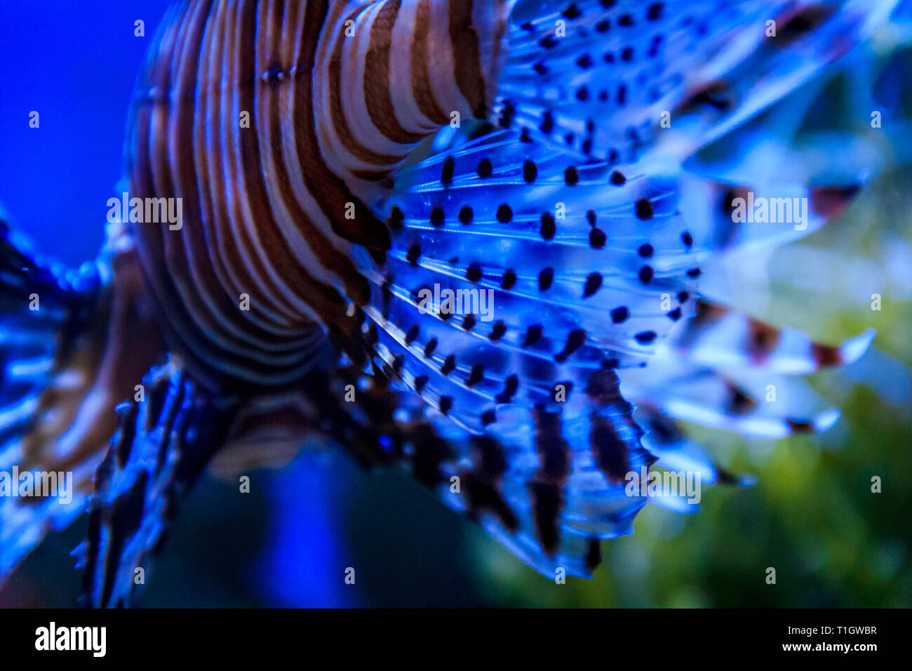 Fish in a large zoo aquarium. Underwater wildlife. Beautiful fish Stock ...