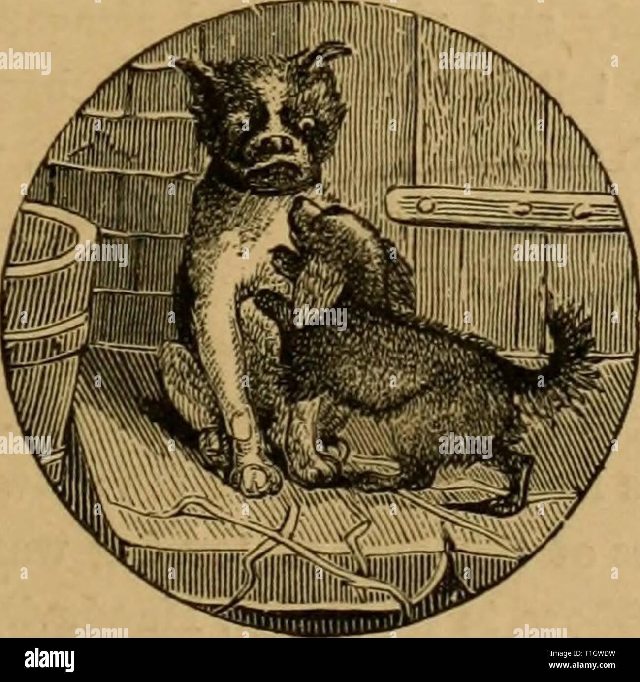 The dogs of Great Britain Stock Photo - Alamy