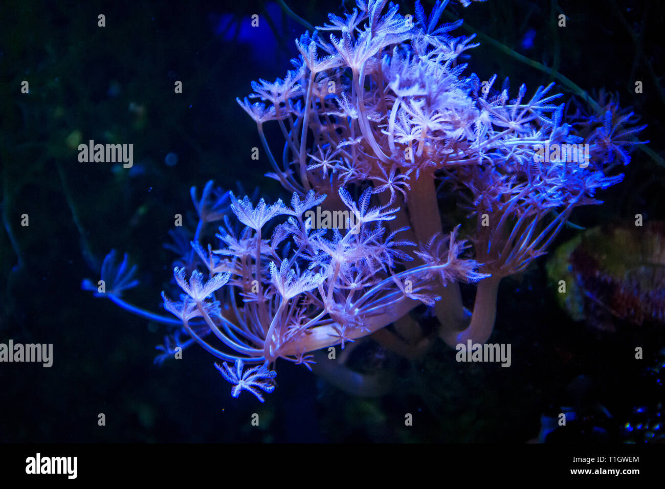 Fish in a large zoo aquarium. Underwater wildlife. Beautiful fish Stock ...
