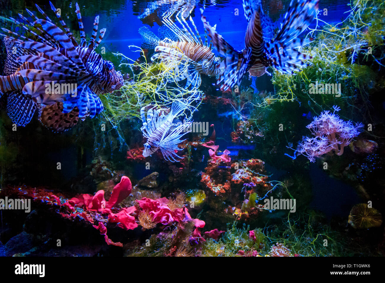 Fish in a large zoo aquarium. Underwater wildlife. Beautiful fish Stock ...