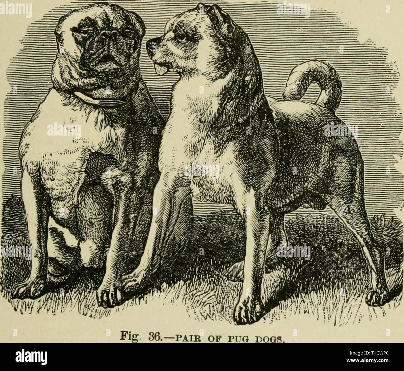 The dogs of Great Britain Stock Photo - Alamy