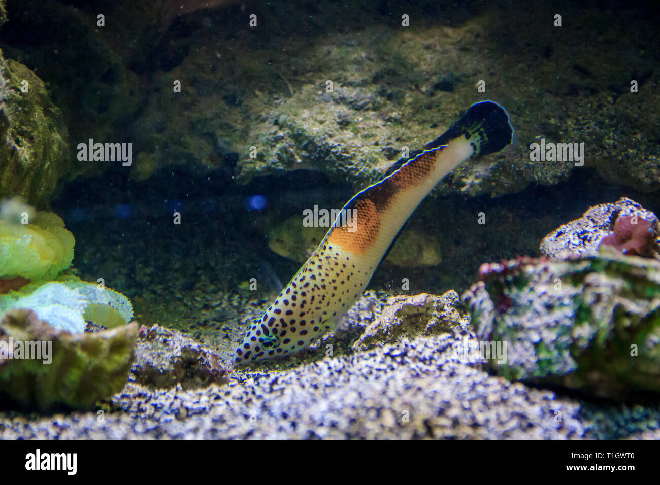 Fish in a large zoo aquarium. Underwater wildlife. Beautiful fish Stock ...