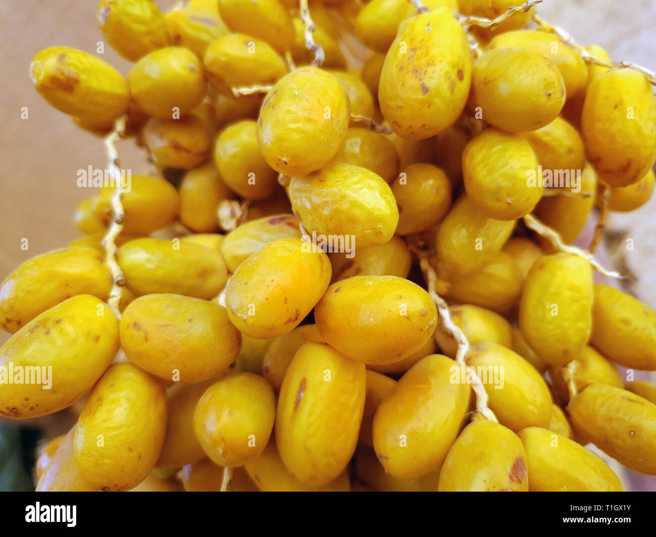 branch of yellow immature dates, large and juicy Stock Photo - Alamy