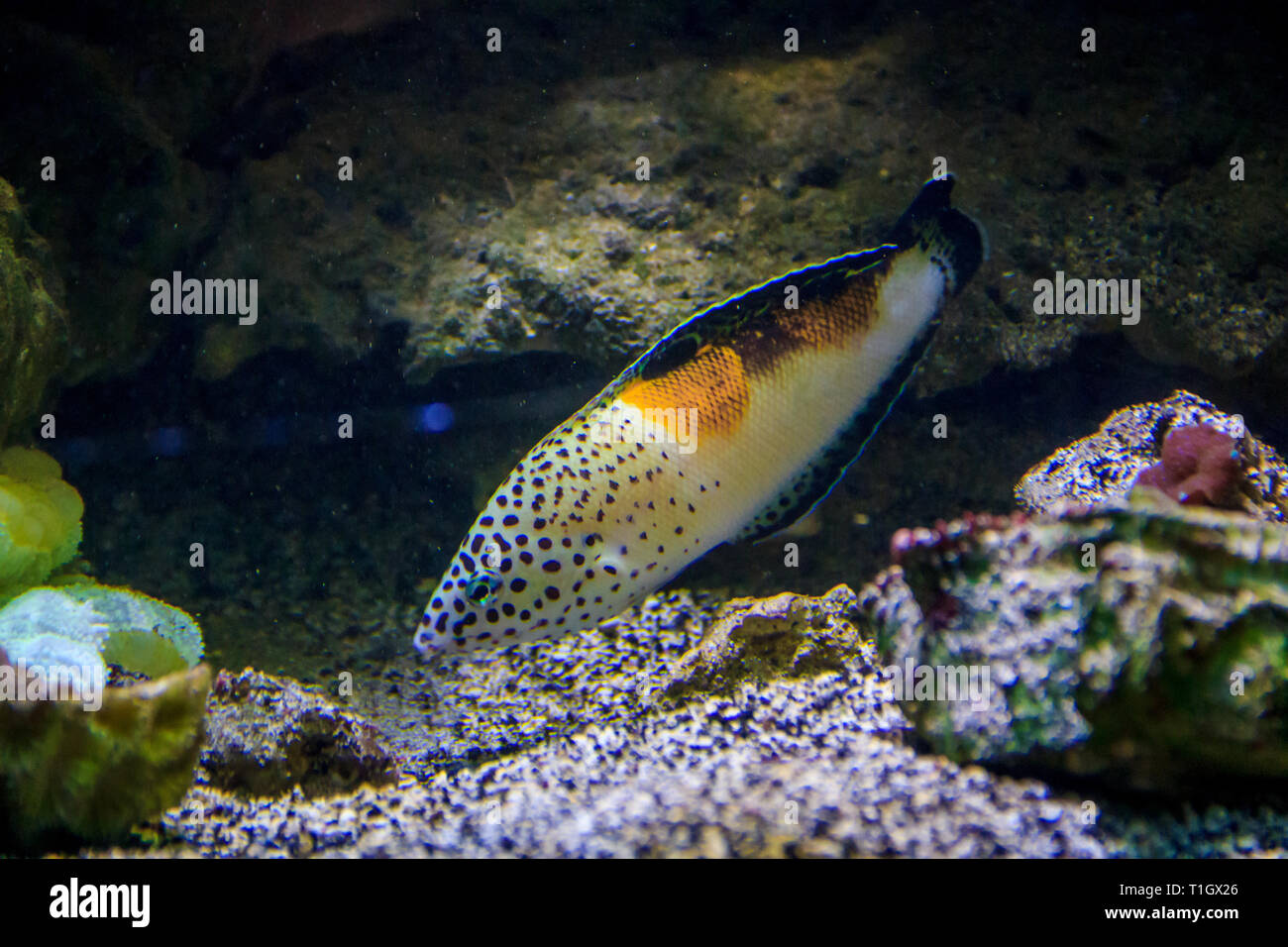 Fish in a large zoo aquarium. Underwater wildlife. Beautiful fish Stock ...