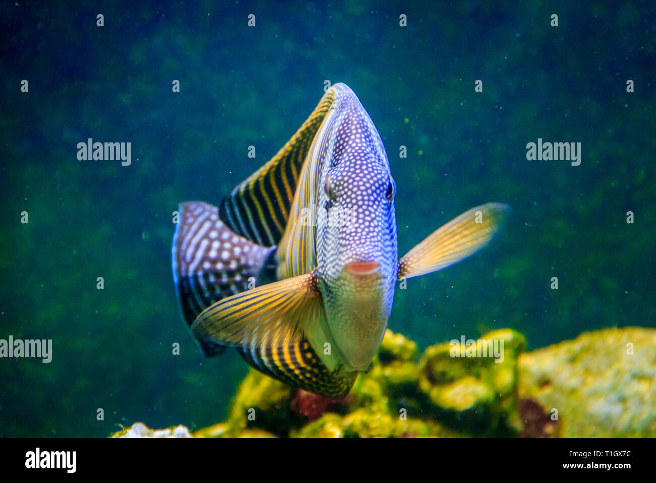 Fish in a large zoo aquarium. Underwater wildlife. Beautiful fish Stock ...