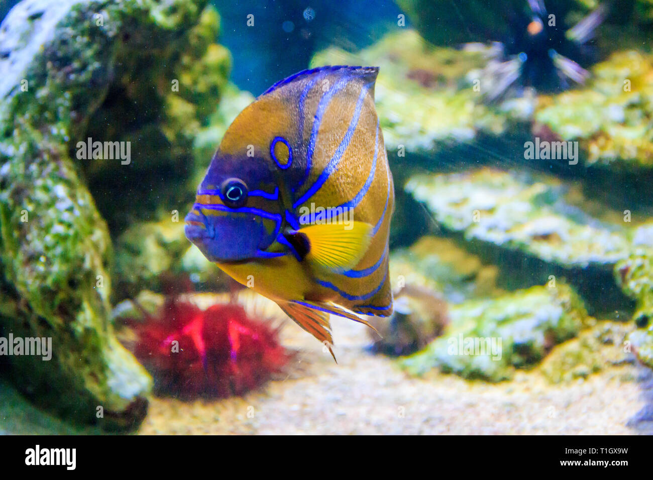 Fish in a large zoo aquarium. Underwater wildlife. Beautiful fish Stock ...