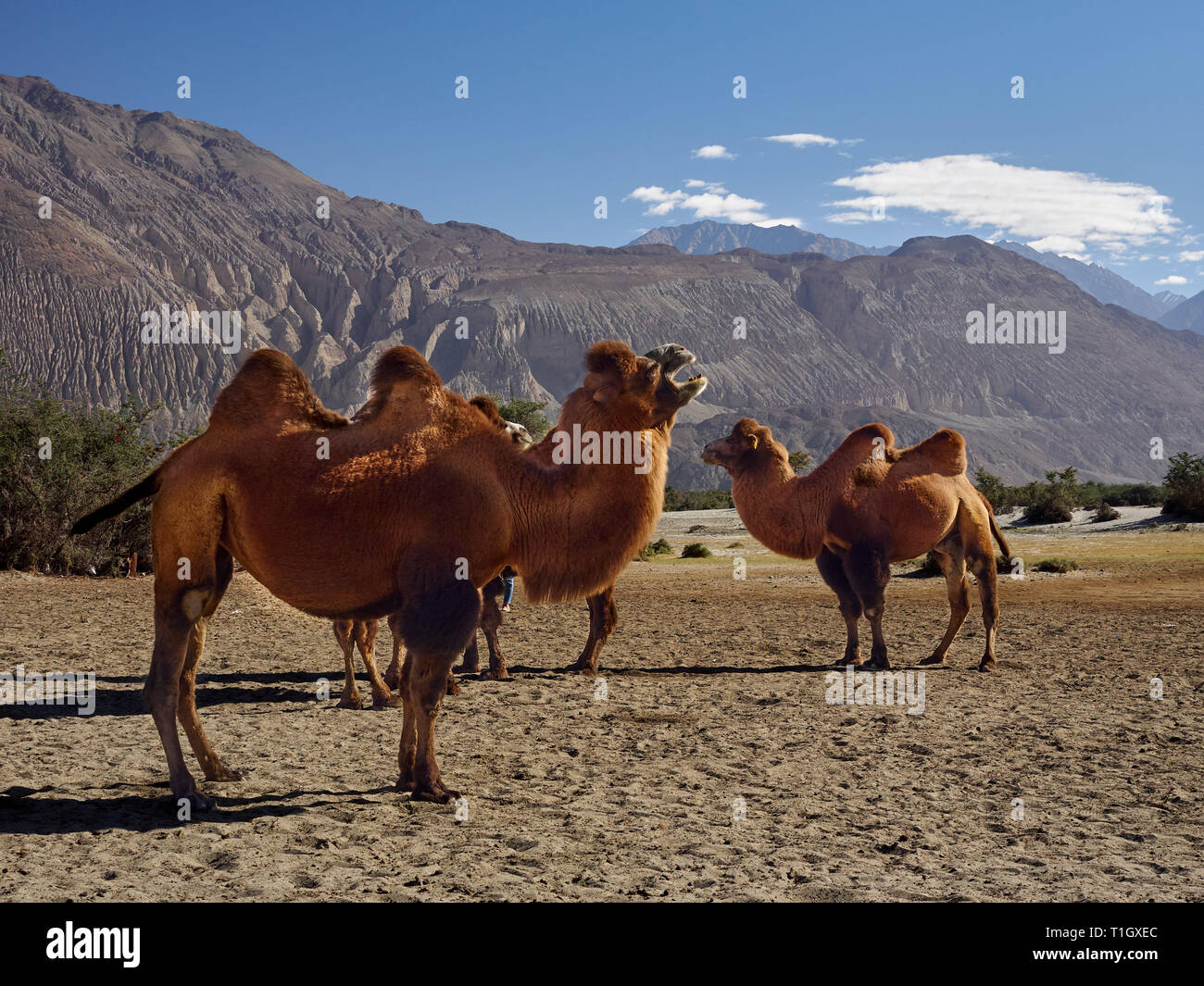Big red camels in highland desert Stock Photo - Alamy