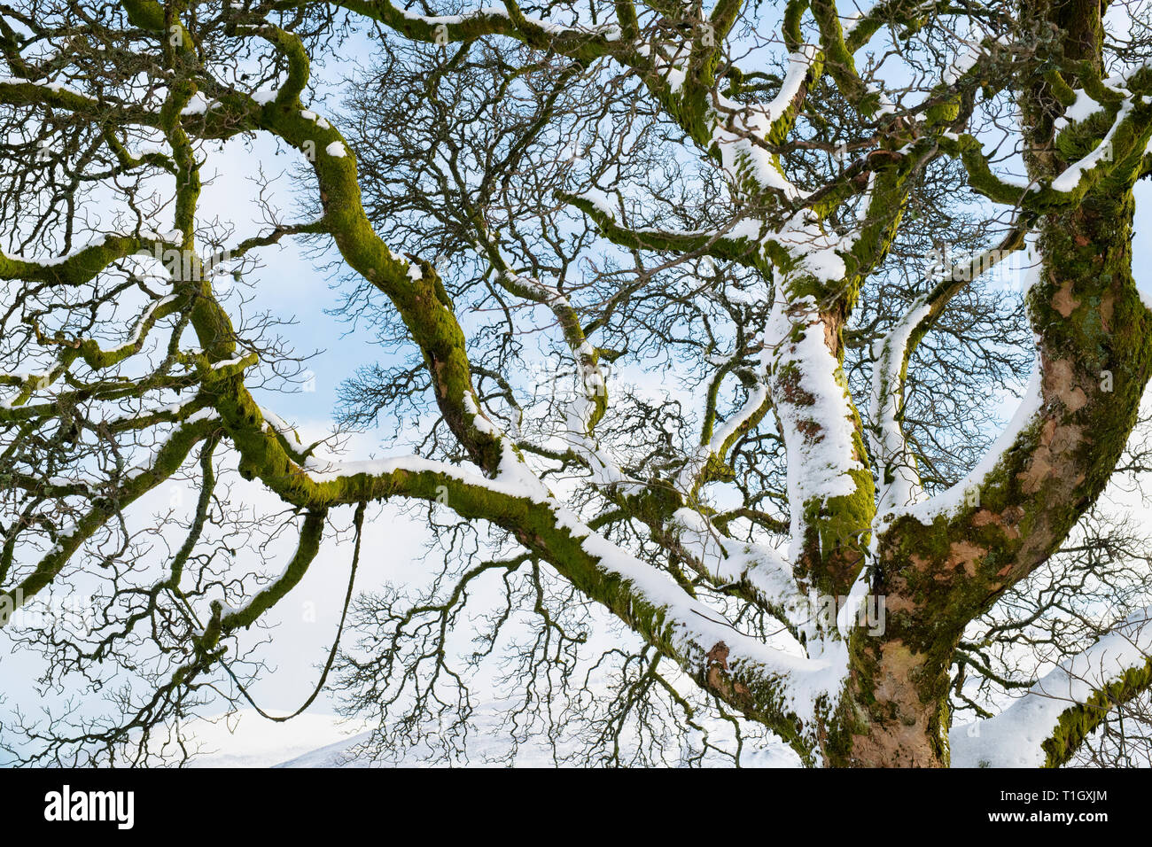 Tree covered canopy hi-res stock photography and images - Alamy