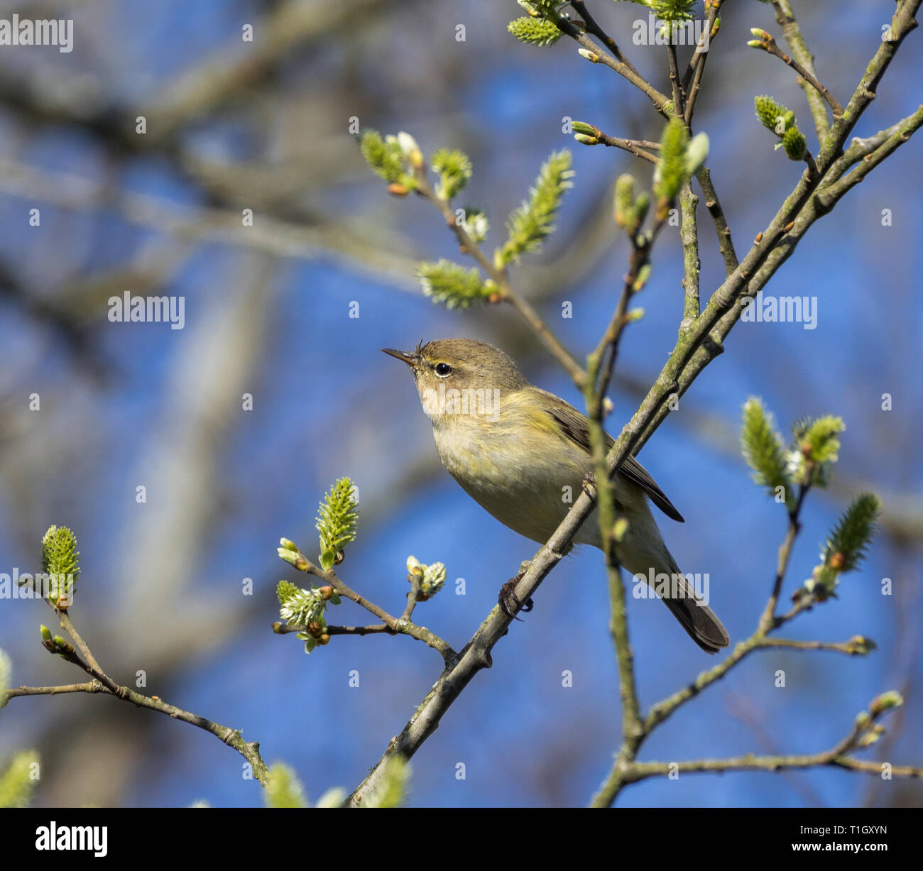 Chiff Chaff, Teifi Marshes, Welsh Wildlife Centre, Wales Stock Photo ...
