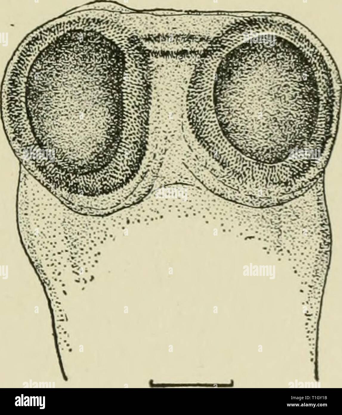 Diseases of domesticated birds hi-res stock photography and images - Alamy