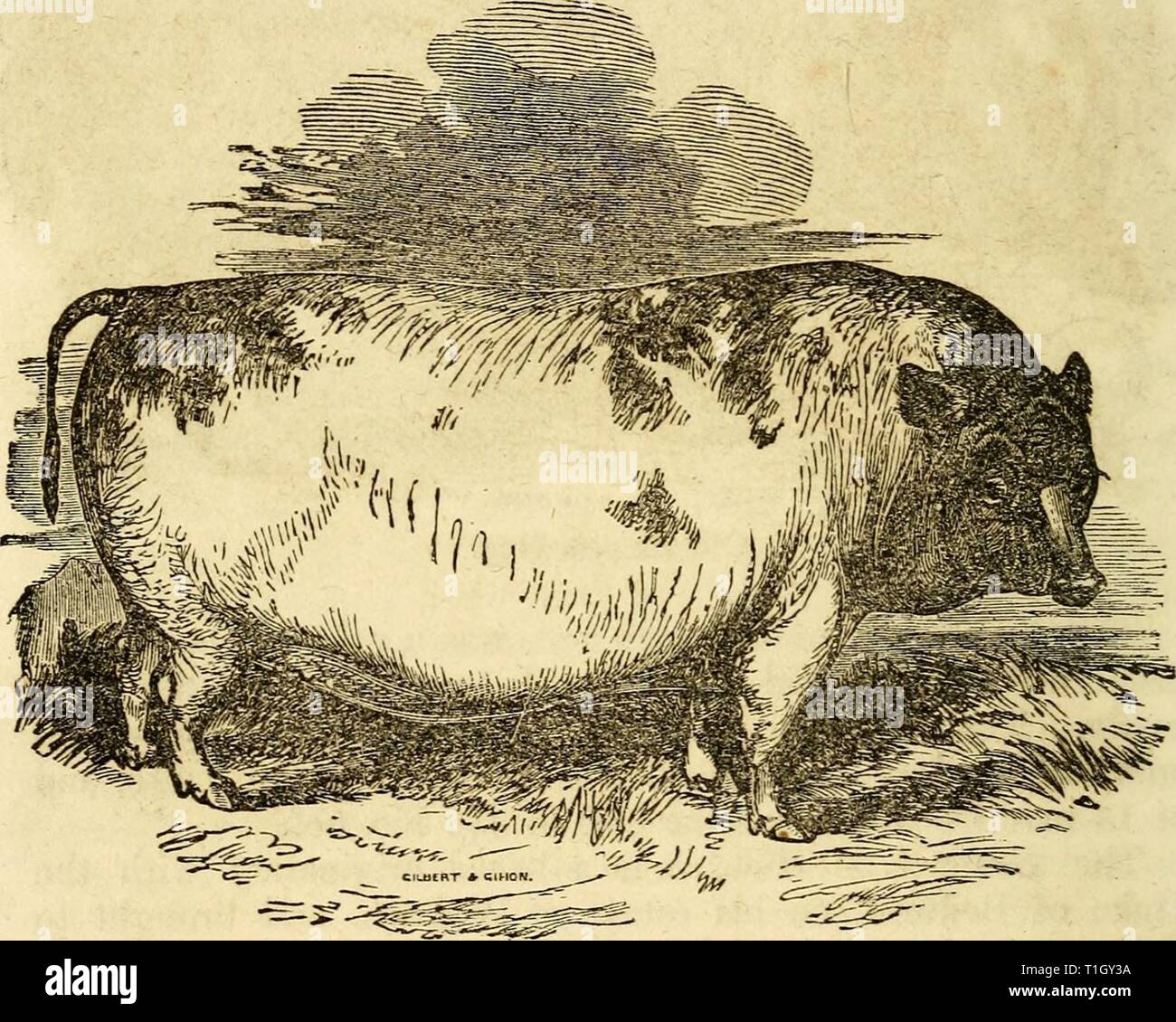 Domestic animals history and Stock Photo - Alamy