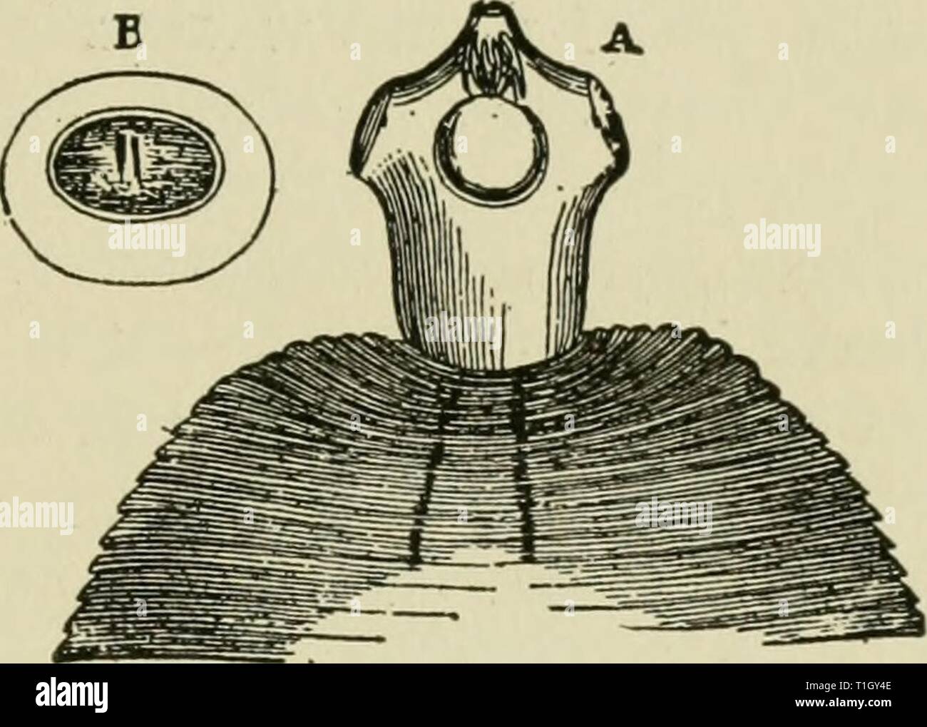 Diseases of domesticated birds (1920 Stock Photo - Alamy