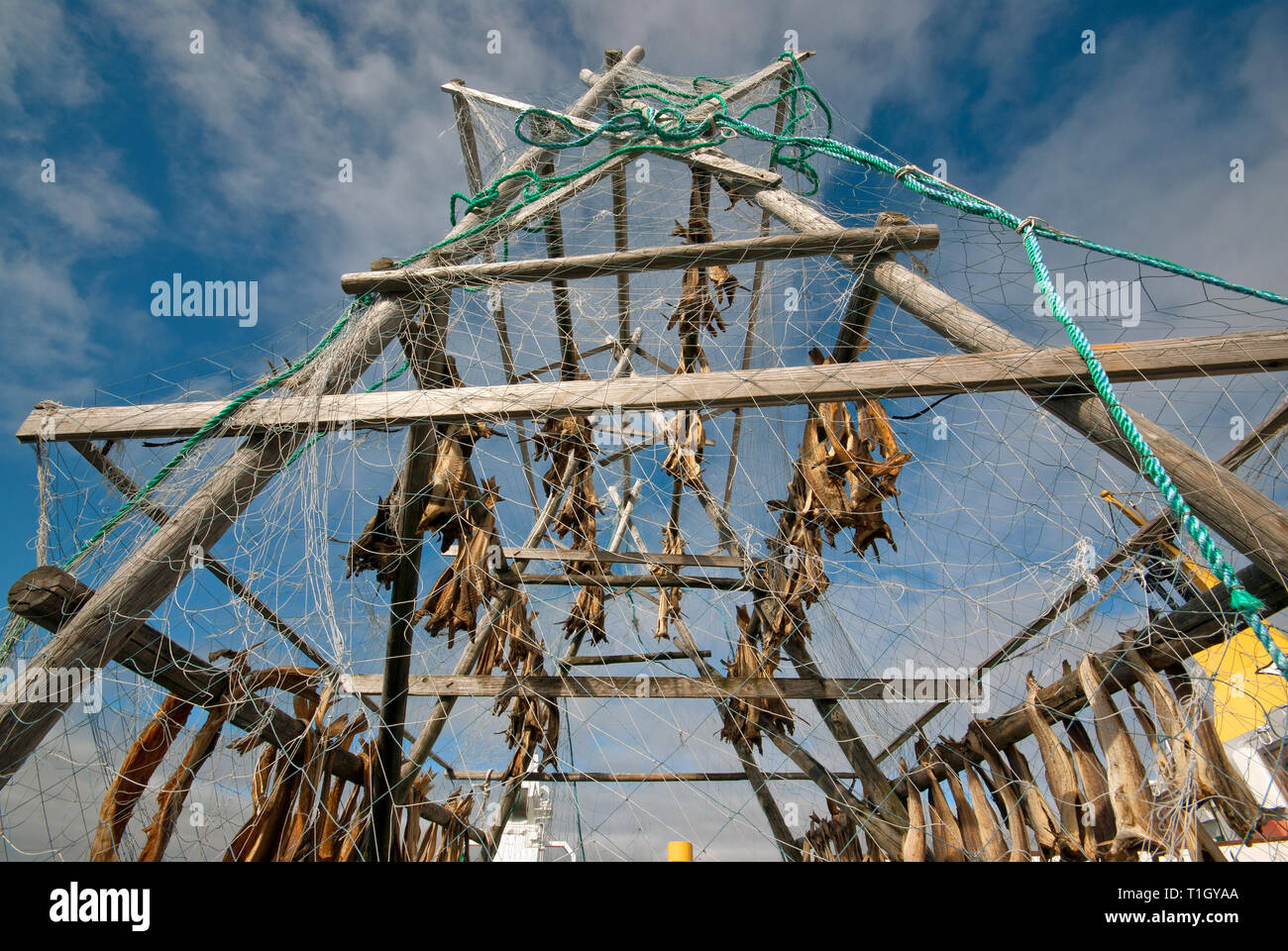 Stockfish up for drying hi-res stock photography and images - Alamy