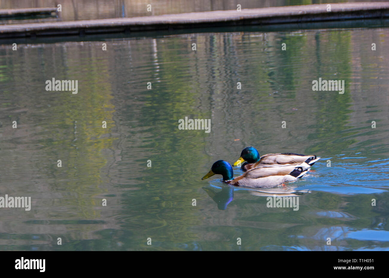 Two male mallards swim hi-res stock photography and images - Alamy