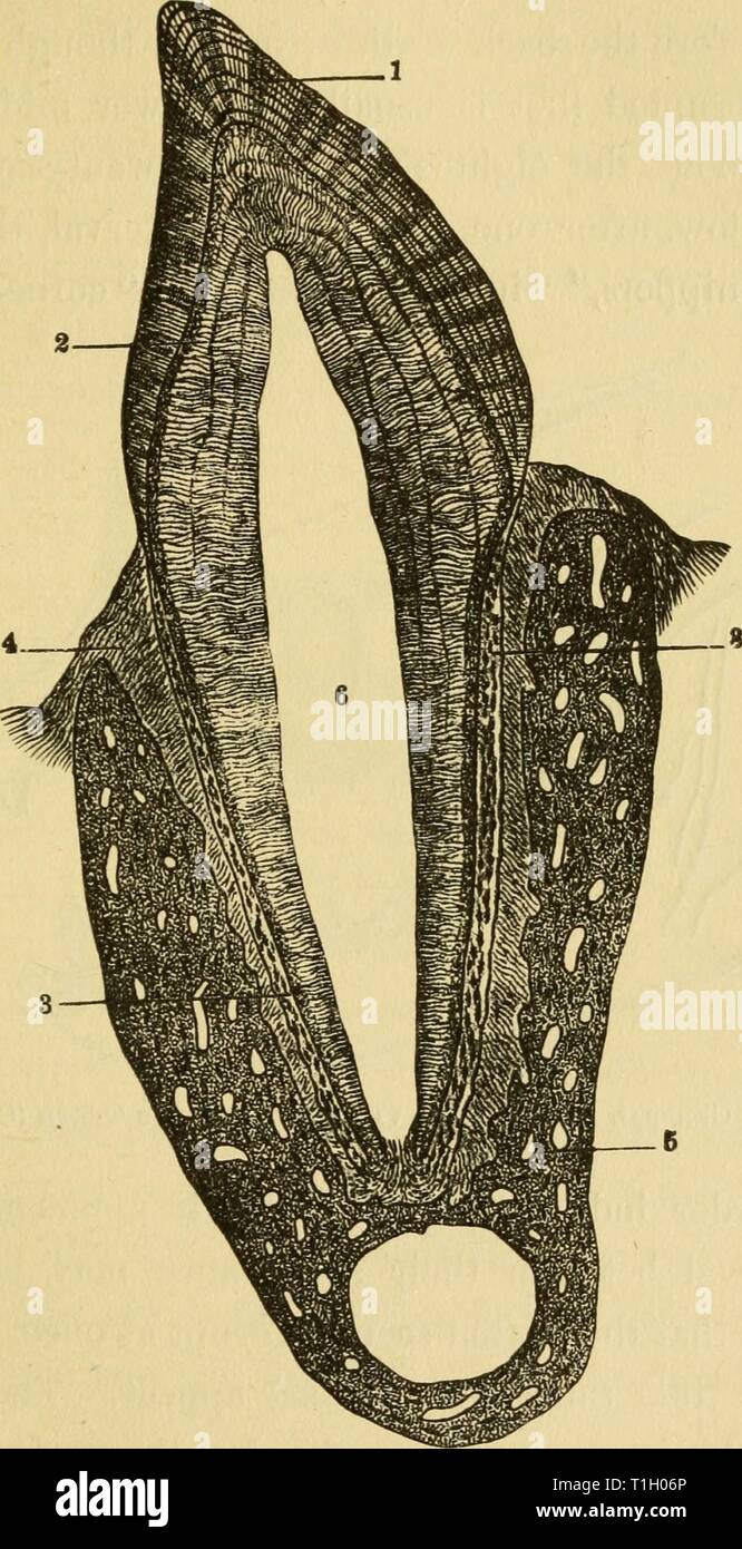 Alveolar bone hi-res stock photography and images - Alamy