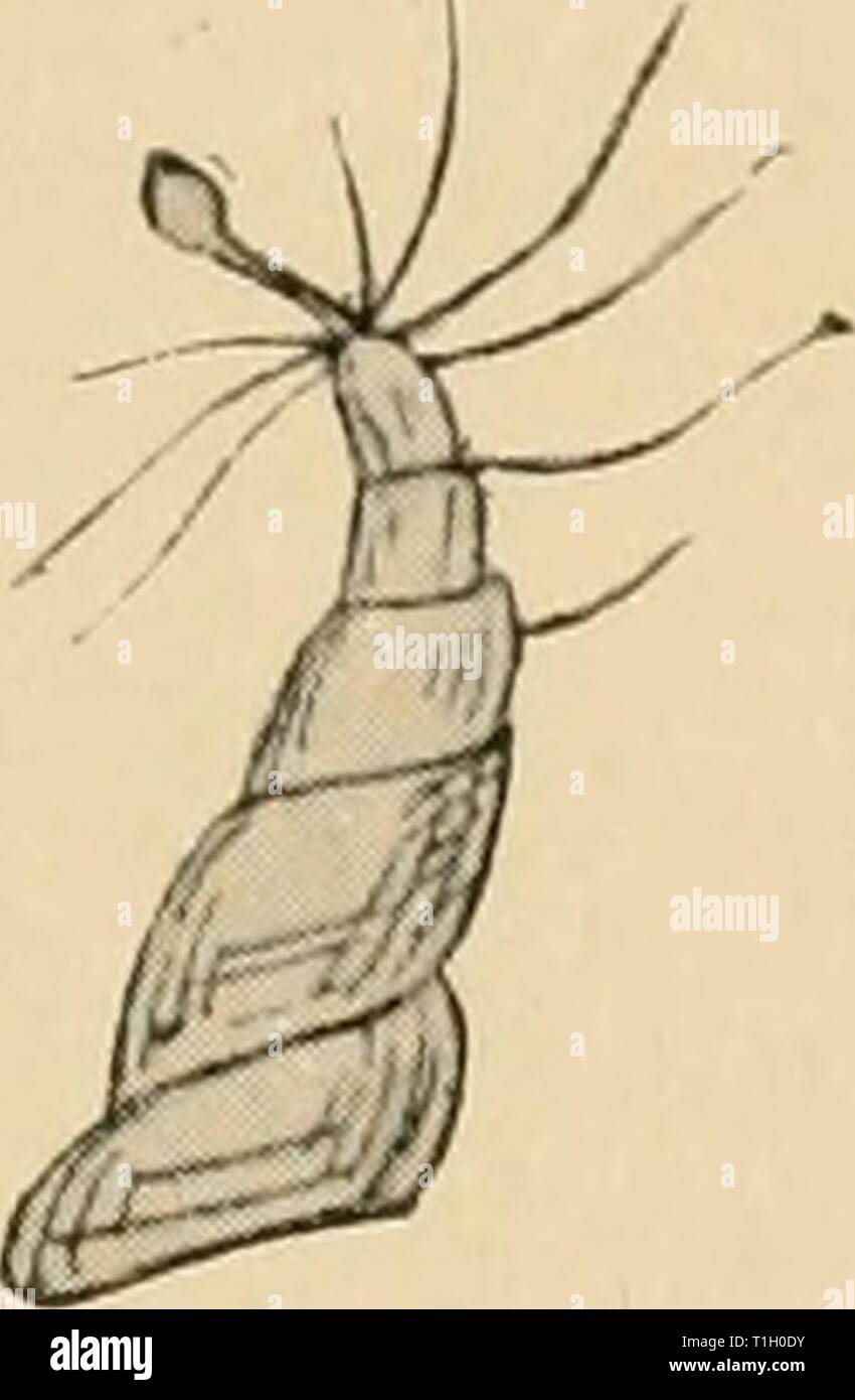 Feather mites hi-res stock photography and images - Alamy