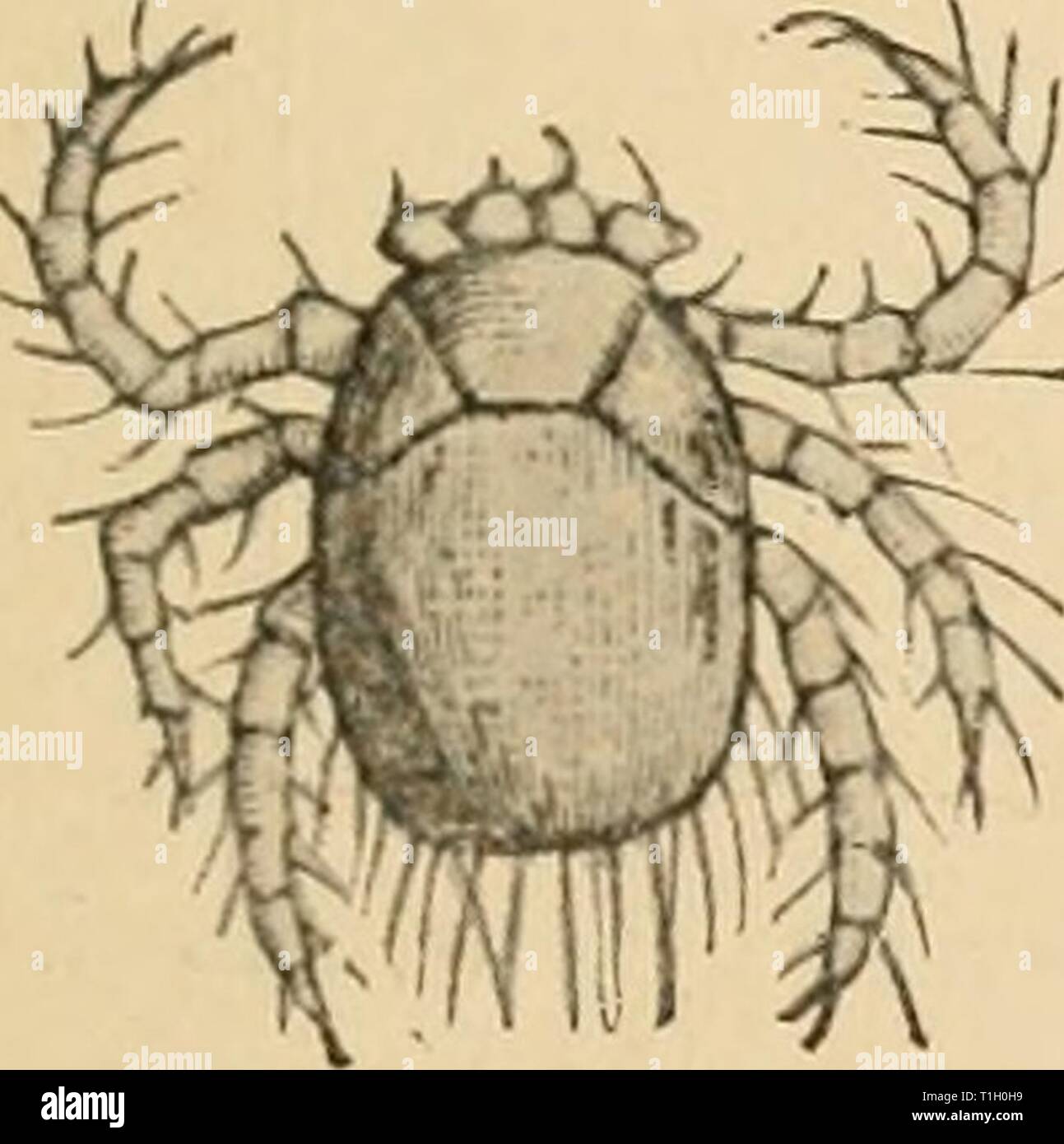 Scabies mites skin hi-res stock photography and images - Alamy