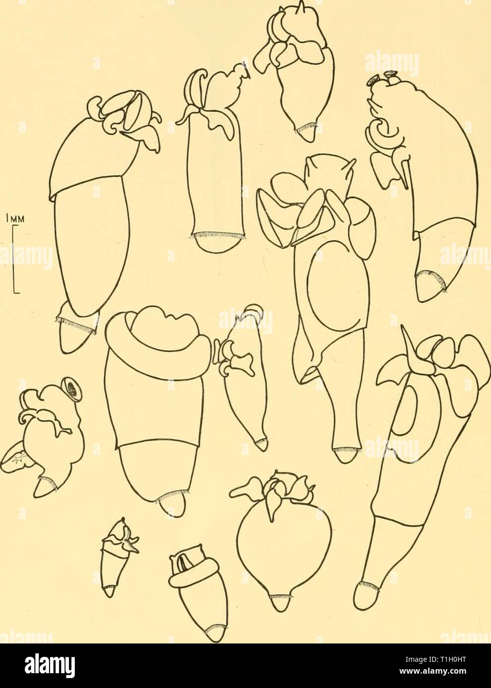 Discovery reports (1956) Discovery reports discoveryreports27inst Year ...