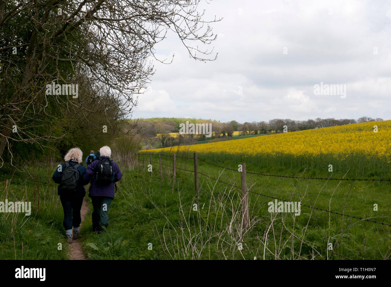 Rear view of ramblers walking along a footpath beside fields Stock ...