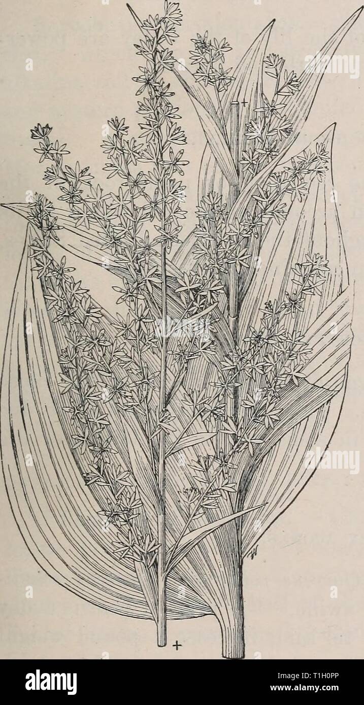 Poison Grass Drawing