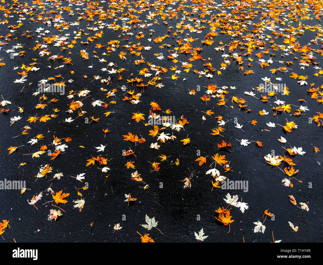 Fall season, weather and environment concept - Autumn leaves and trees ...