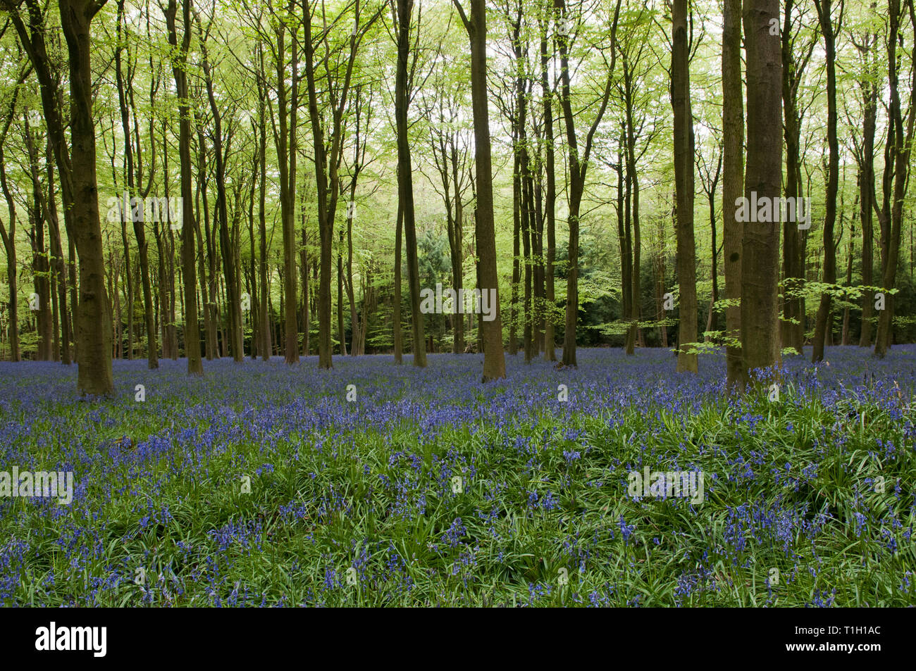 Stunning display of bluebells under a canopy of beech trees Stock Photo ...