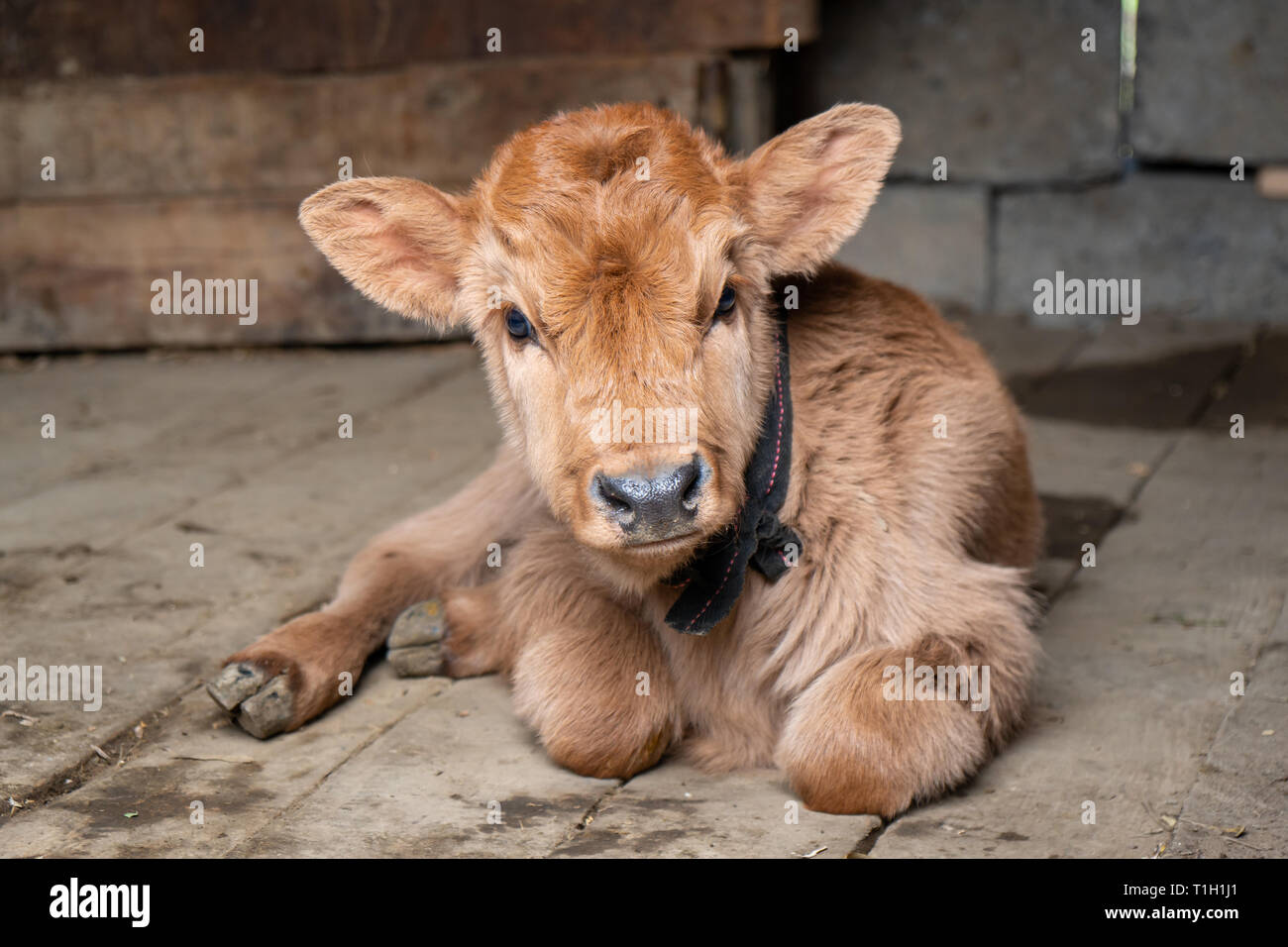 Newborn Calf Lying on the floor of a rural farmhouse, animal Stock ...