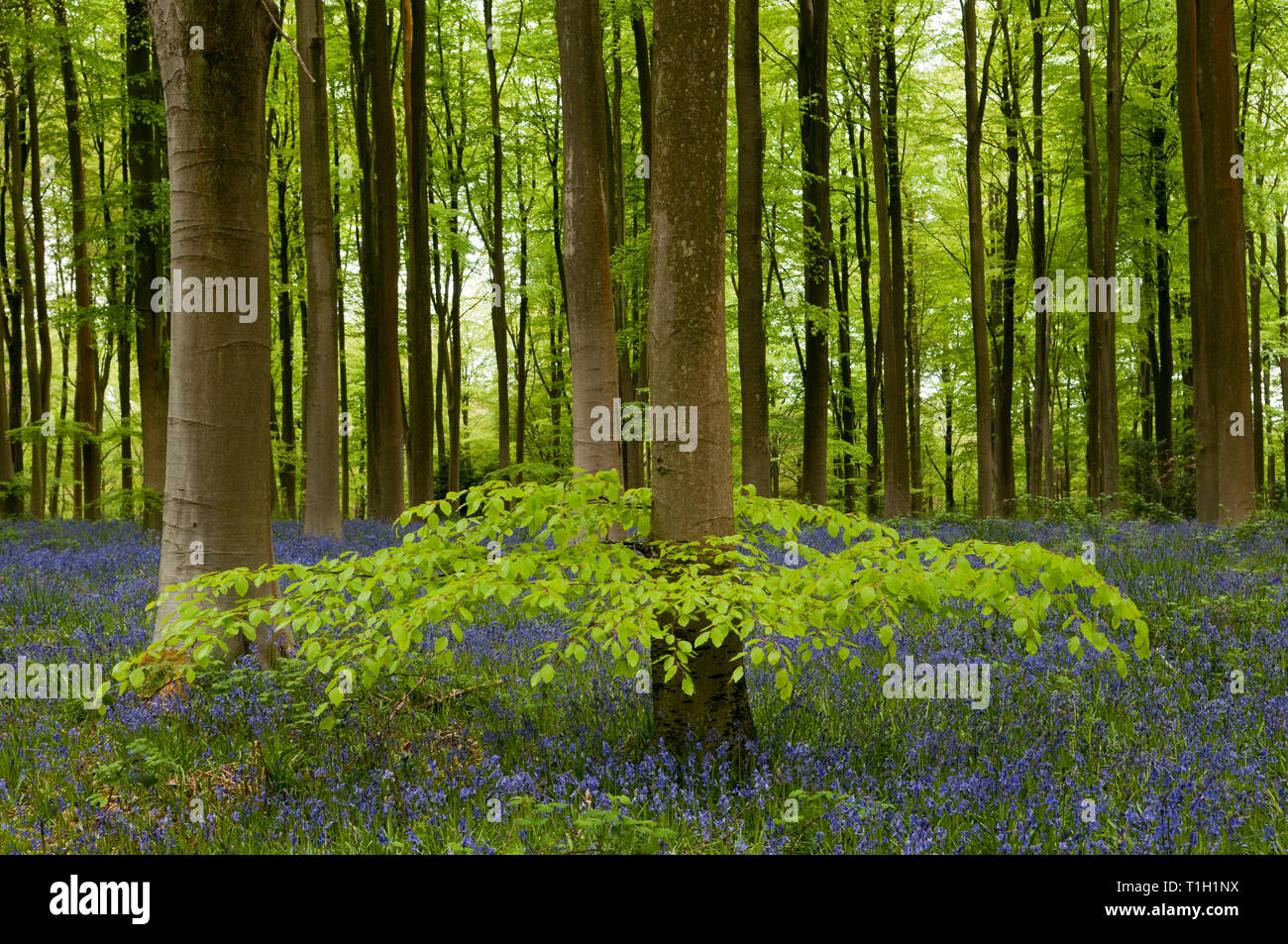 Stunning display of bluebells under a canopy of beech trees Stock Photo ...
