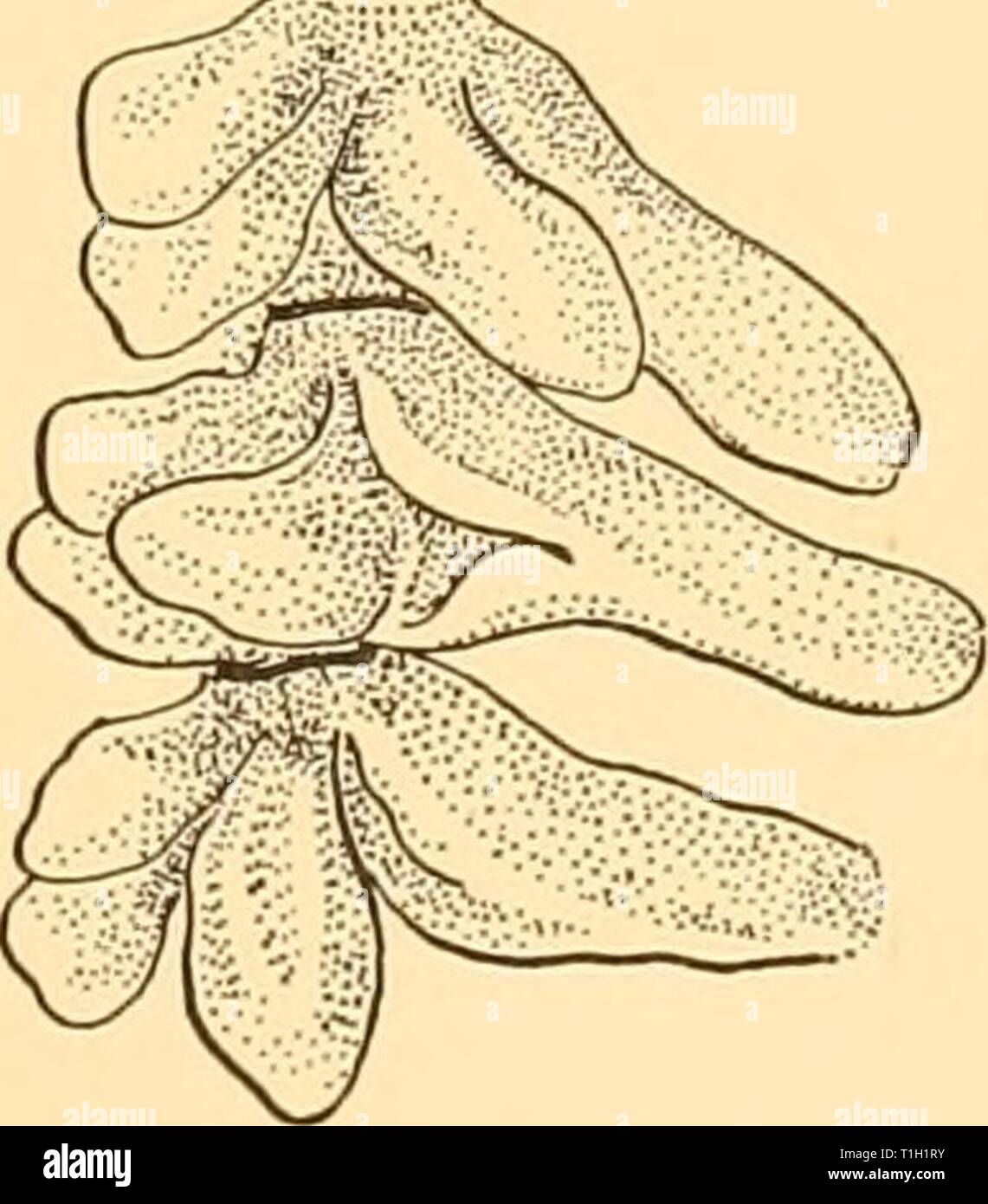 Discovery reports (1941 Stock Photo - Alamy