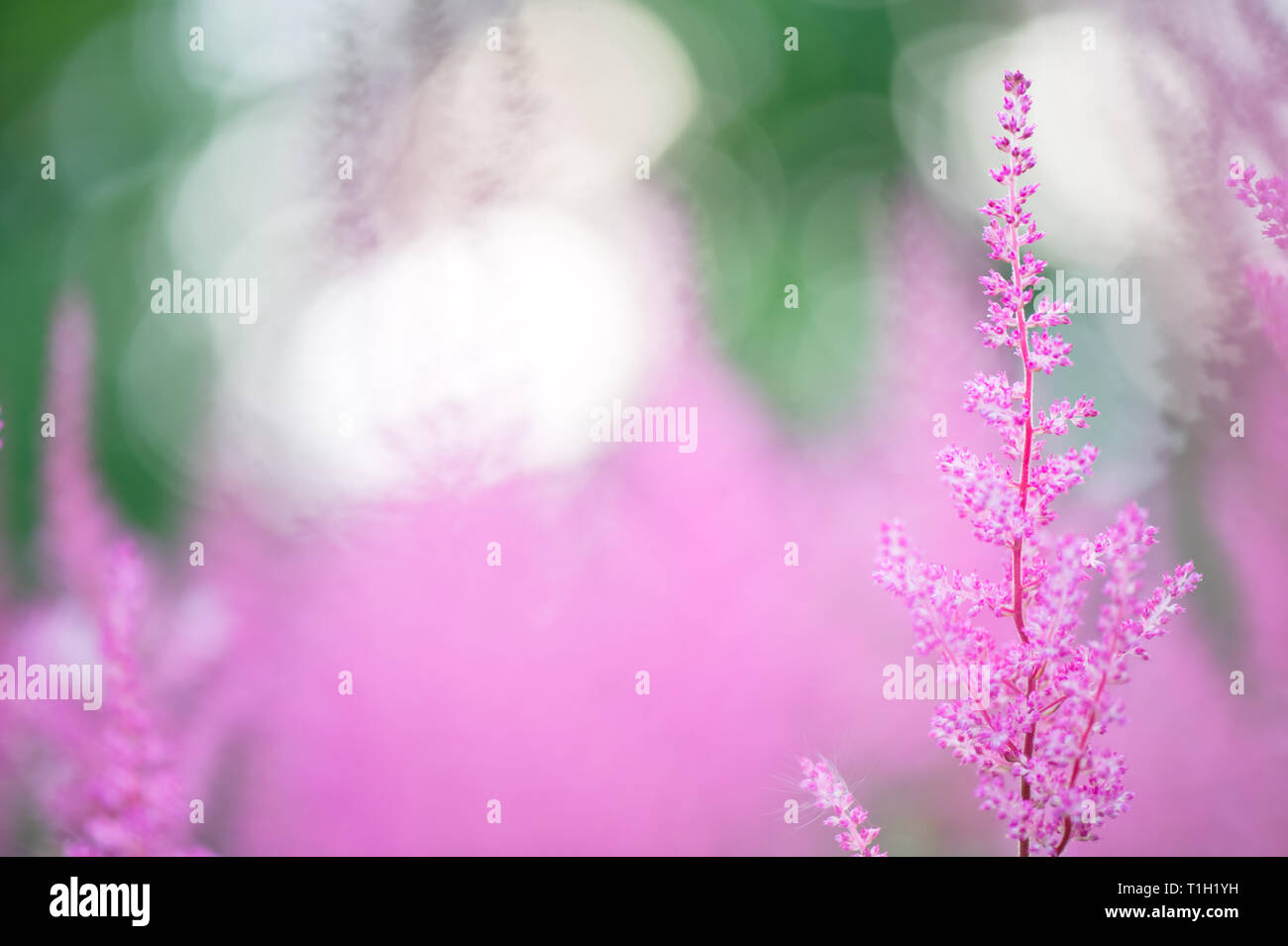 Astilbe flowers astilbe arendsii hi-res stock photography and images ...