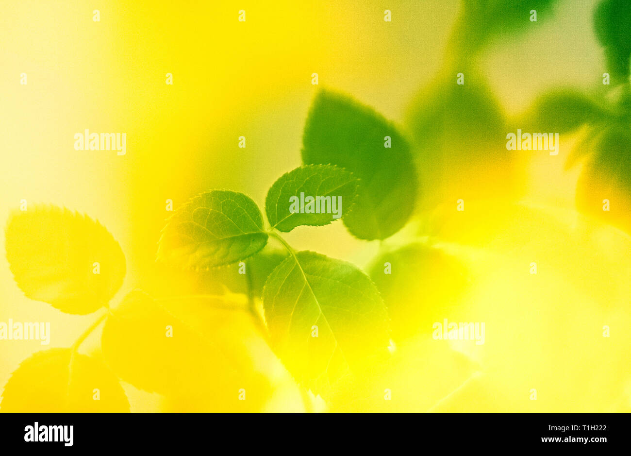 Fresh leaves and sunlight in spring - saving nature, healthy ...