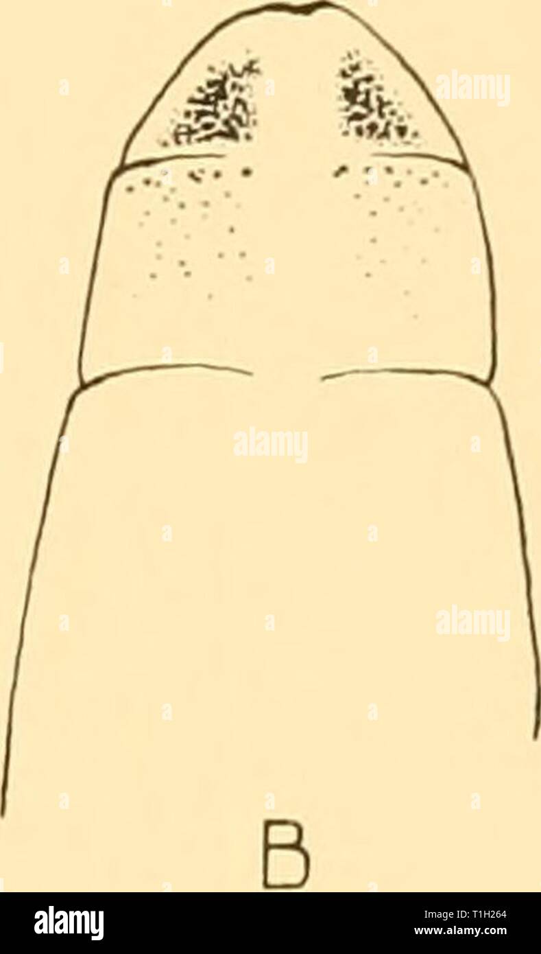 Body Tapering High Resolution Stock Photography and Images - Alamy