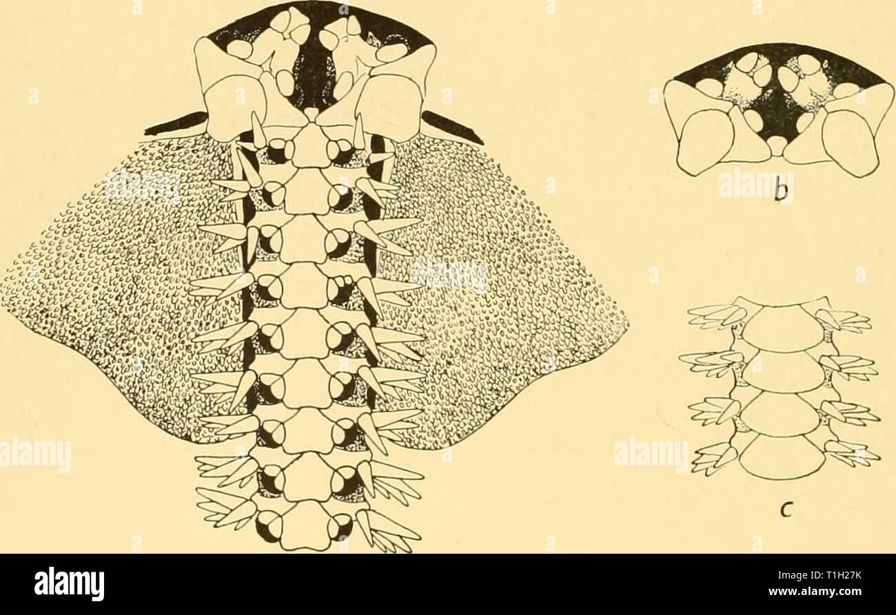 Male gonads hi-res stock photography and images - Alamy